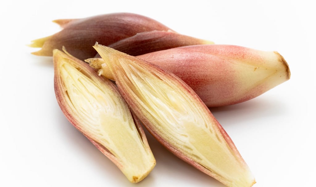 Twenty Japanese Vegetables to enjoy - Mountain Plums