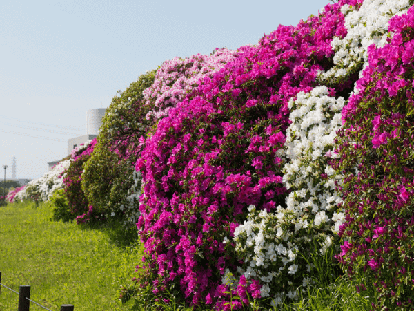 In a Nutshell: Tokyo Metropolitan Area - Mountain Plums